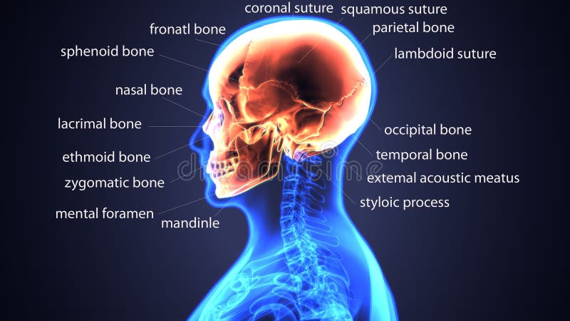 3d Illustration of Human Skeleton Skull Anatomy Stock Illustration ...