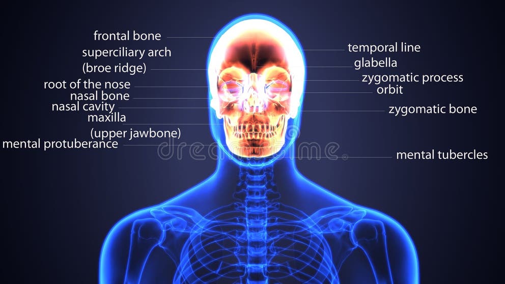 3d Illustration of Human Skeleton Skull Anatomy Stock Illustration ...