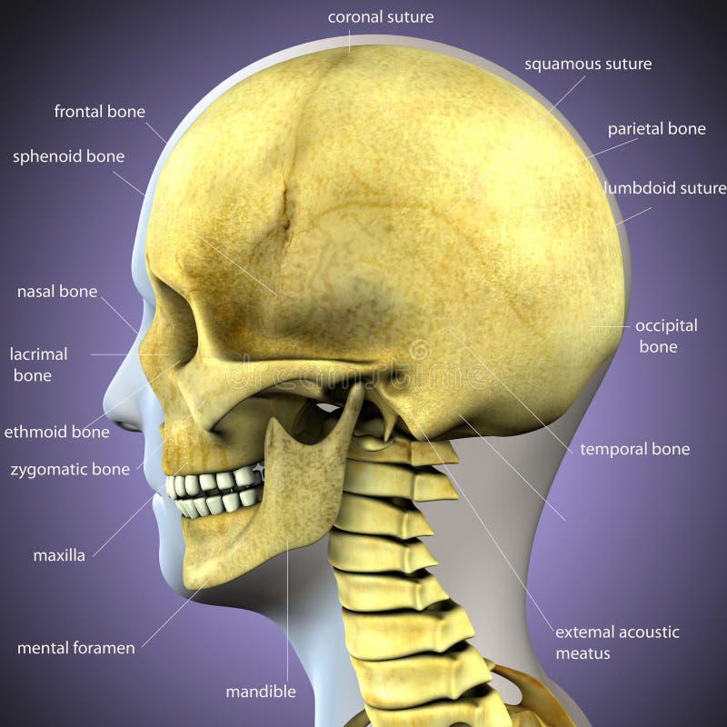 3d Illustration of Skeleton Skull Anatomy Stock Illustration ...