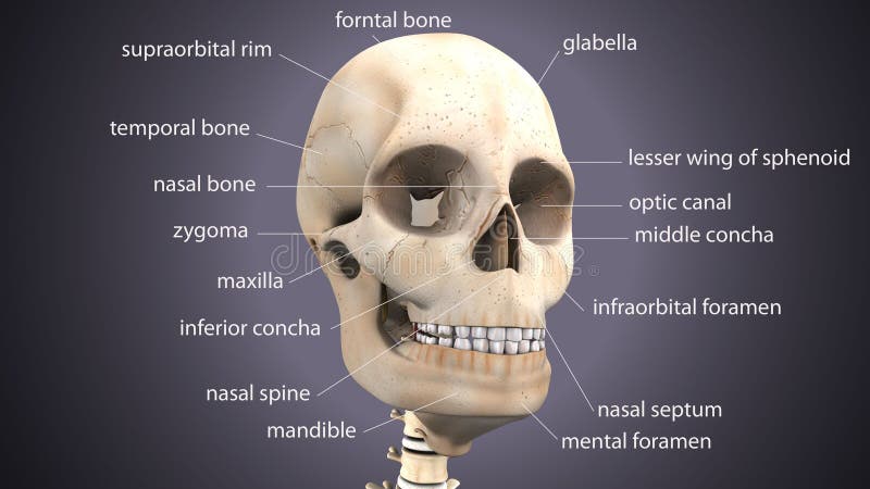 3d Illustration of Skeleton Skull Anatomy Stock Illustration ...