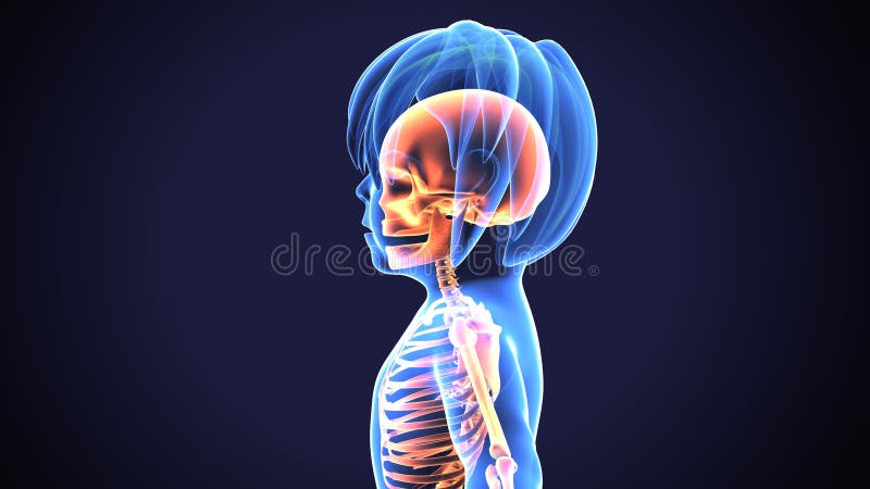 3D Illustration of Skull Anatomy - Part of Human Skeleton Medical ...
