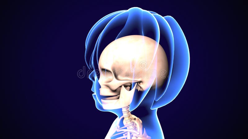 3D Illustration of Skull Anatomy - Part of Human Skeleton Medical ...