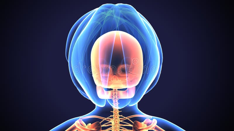 3D Illustration of Skull Anatomy - Part of Human Skeleton Medical ...