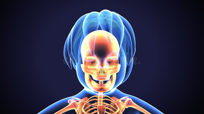 3D Illustration of Skull Anatomy - Part of Human Skeleton Medical ...
