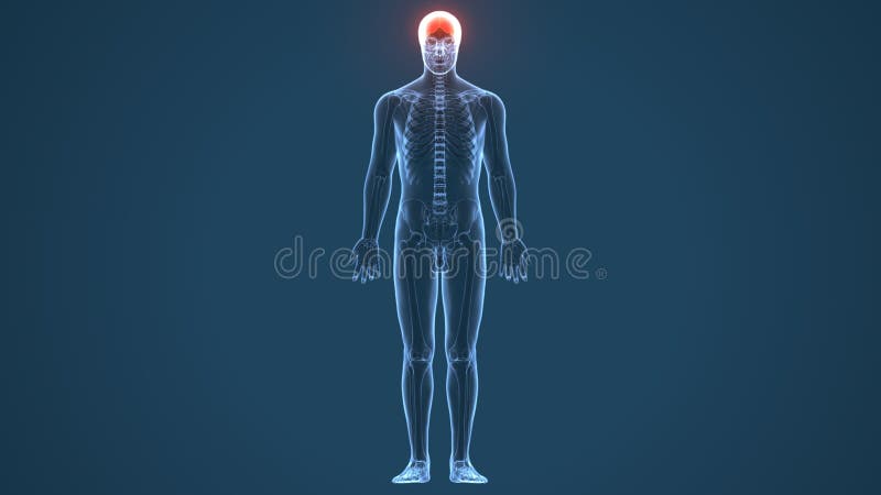 3d Illustration of Human Skull Anatomy Diagram of Skull Stock ...