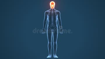 Protective Structures Brain Stock Illustrations – 15 Protective ...