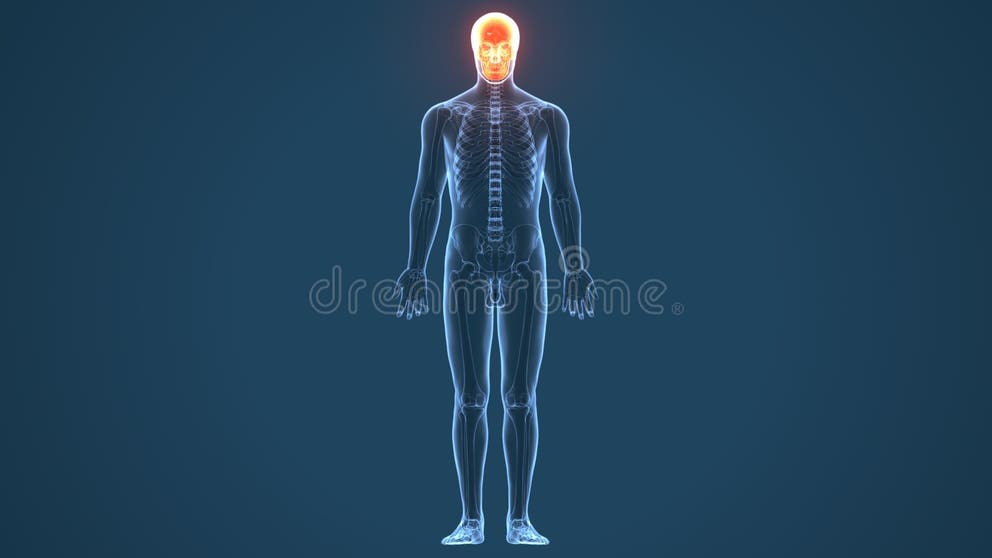 3d Illustration of Human Skull Anatomy Diagram of Skull Stock ...