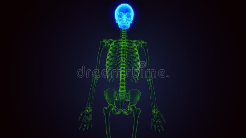 3d Render of Human Skeleton Skull Anatomy Stock Illustration ...