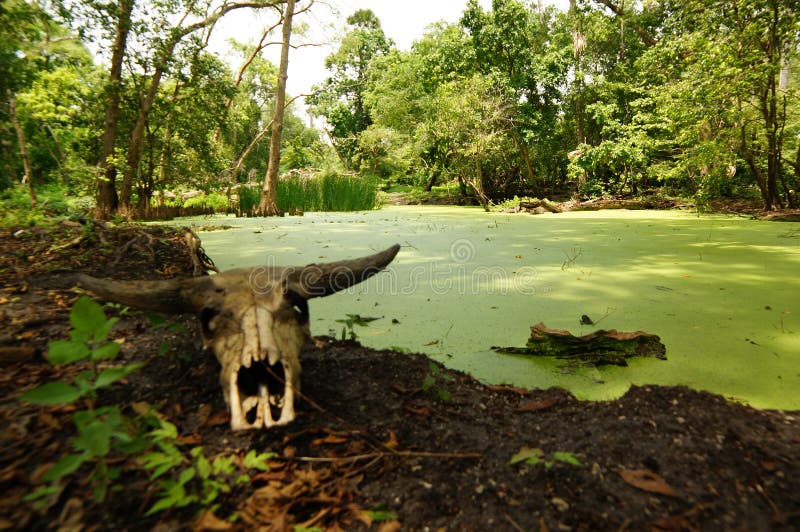 The Skull of a Buffalo Lying on the Ground Stock Photo - Image of ...