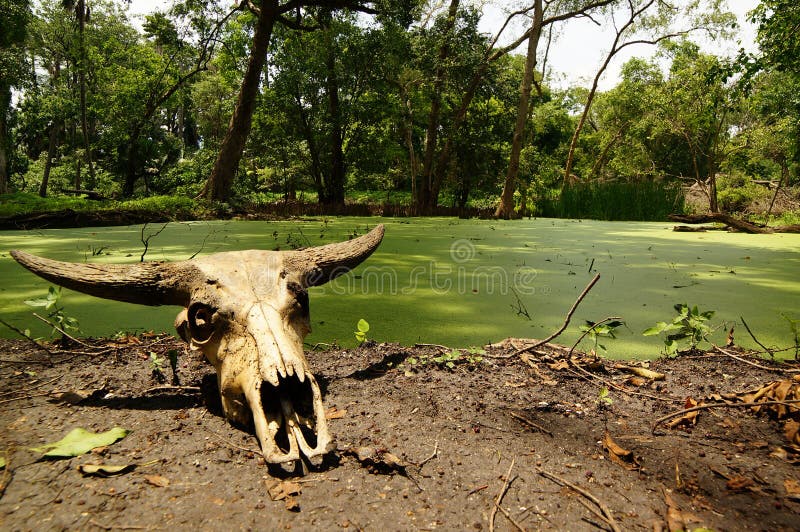 246 Evil Skull Horns Stock Photos - Free & Royalty-Free Stock Photos ...