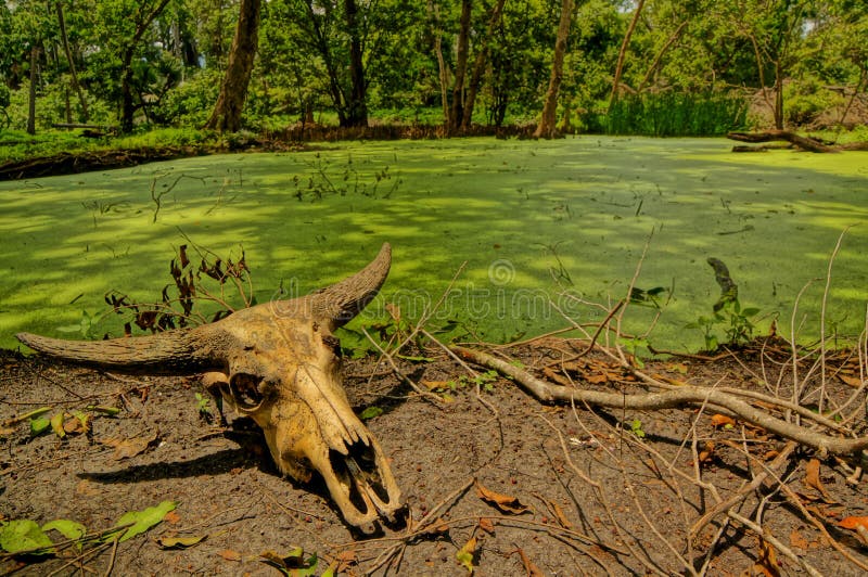 246 Evil Skull Horns Stock Photos - Free & Royalty-Free Stock Photos ...