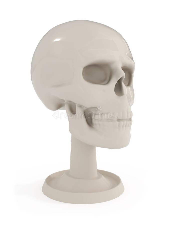 Skull Bust - Human Anatomy Isolated on White Stock Illustration ...