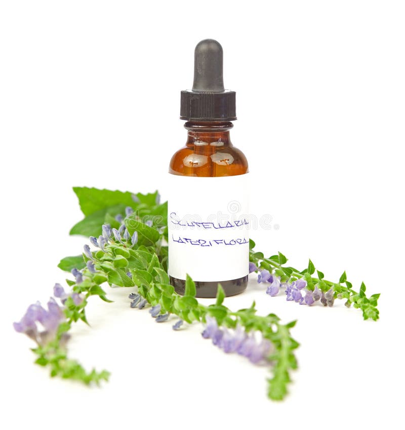 Wild Carrot Flower stock photo. Image of natural, white - 33903378