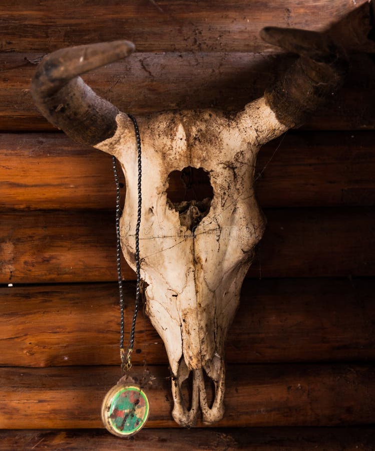 Skull of carabao stock photo. Image of horns, animal - 39772582