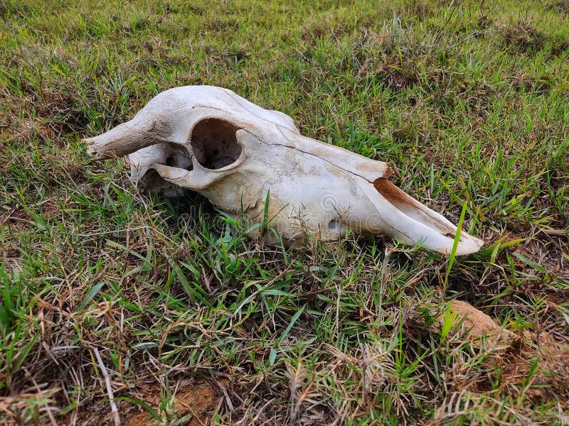 Skull of a Cattle Laying on Ground Dead Bull Skull from Different Angle ...