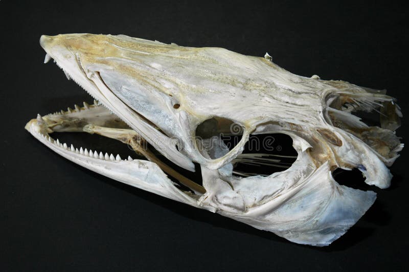 Skull of a Cod fish stock photo. Image of veterinary, depleted - 343010 Skull of a Cod fish stock photo. Image of veterinary, depleted - 343010