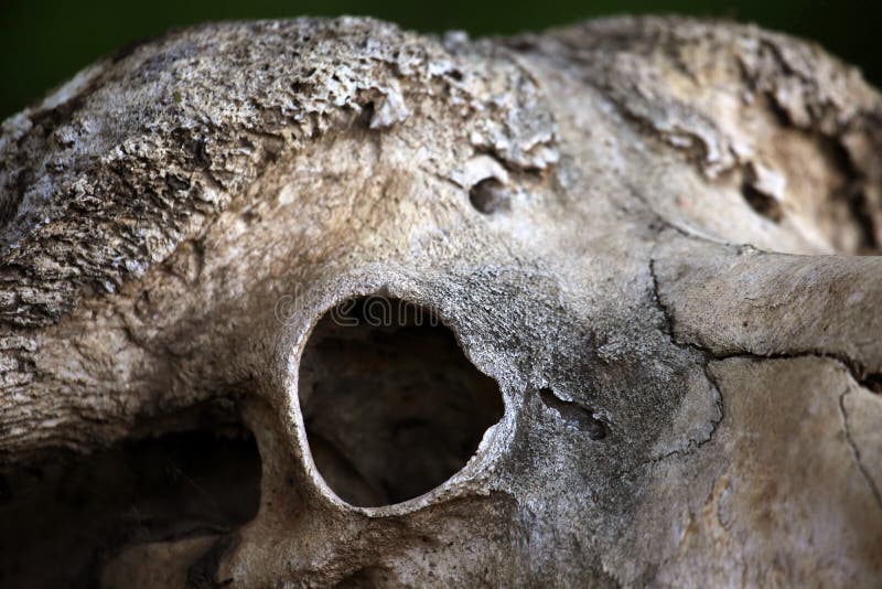 Skull of a cow stock image. Image of disease, remains - 95145599