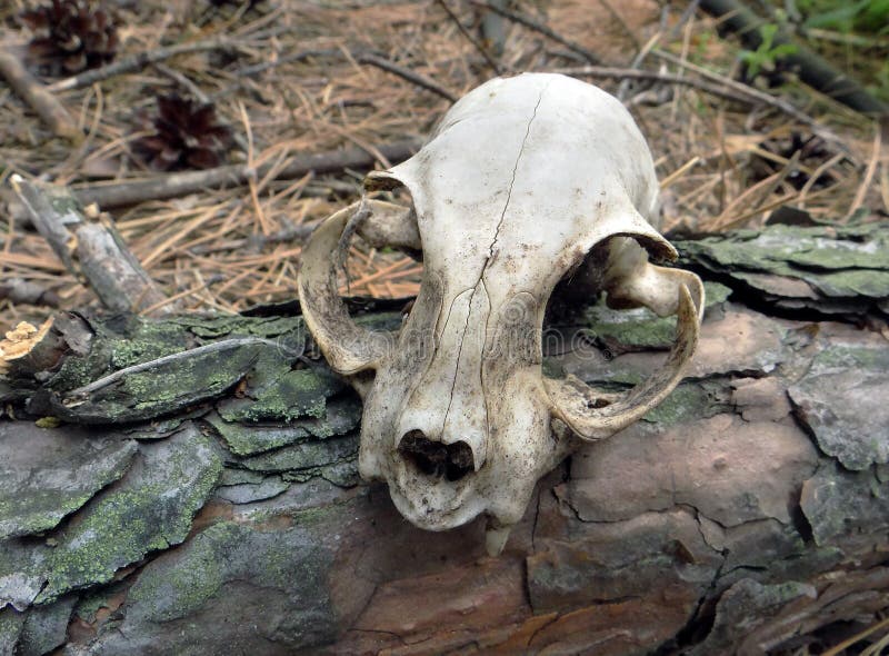 Skull of a Creature in the Fox. Ssavtsy Skull Stock Image - Image of ...