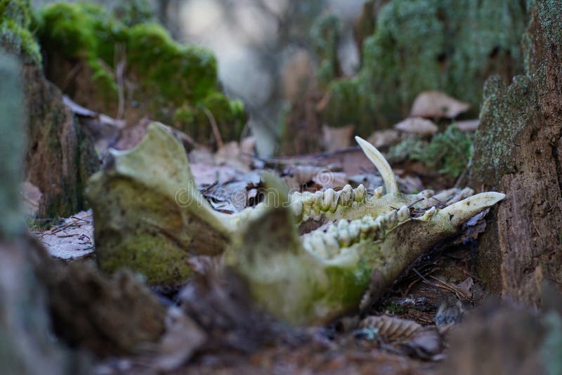 Skull of a dead boar stock image. Image of anatomy, fangs - 193725637