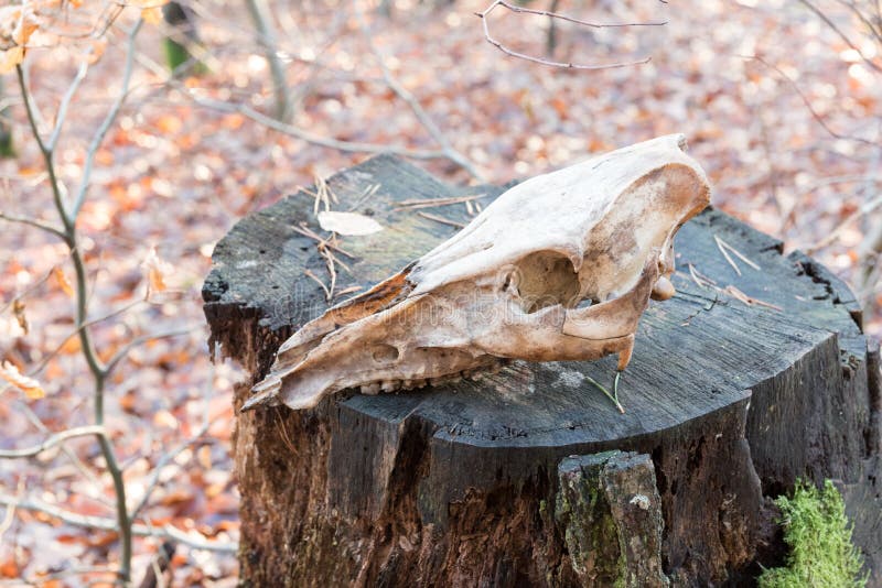 Skull of Dead Cervid in a Forest Stock Image - Image of teeth, fawn ...