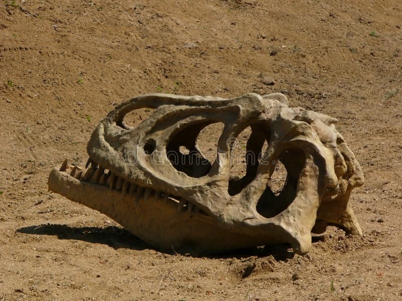 Skull dinosaur stock image. Image of strong, teeth, ancient - 2526757
