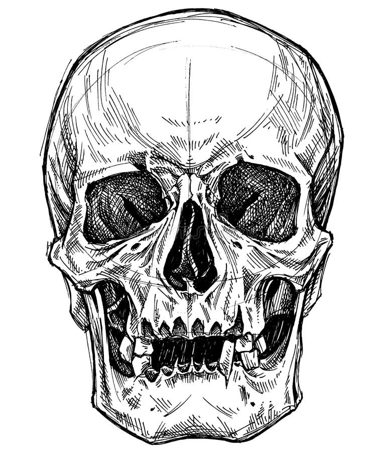 Skull Drawing Stock Illustrations – 53,388 Skull Drawing Stock ...