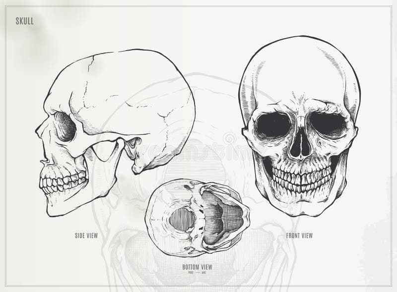 Skull stock vector. Illustration of bone, face, skeleton - 56053837