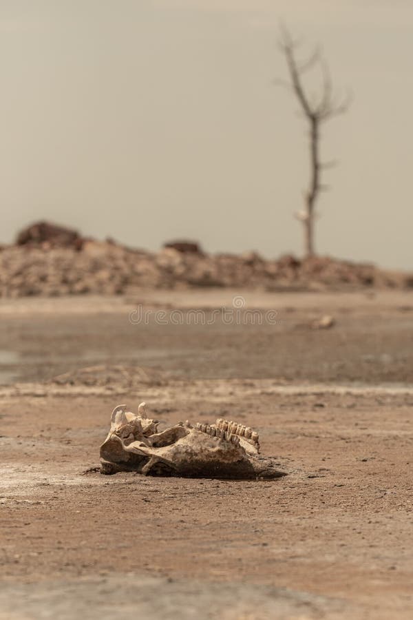 Skull Dried Up in the Middle of the Desert Stock Image - Image of dead ...
