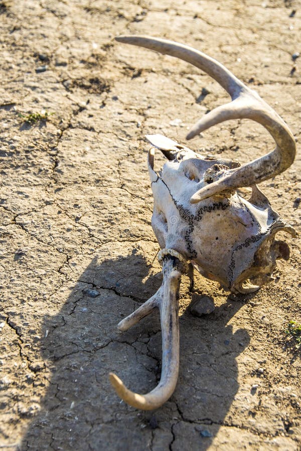 Skull and Drought stock photo. Image of dead, heat, life - 40803882
