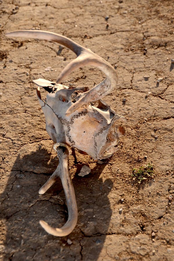 Skull and Drought stock image. Image of heat, climate - 40804177