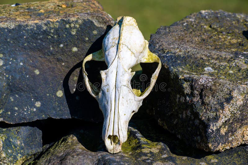 Rabbits skull on a wall stock image. Image of death - 233680383
