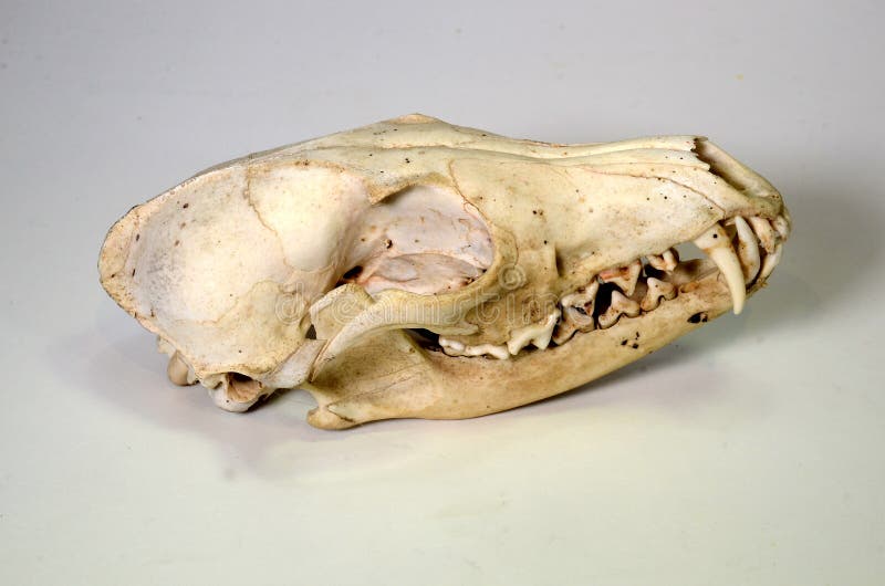 Dog skull view from above stock photo. Image of environment - 29378930
