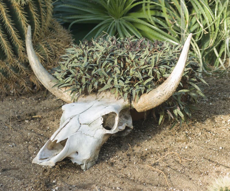 Skull in a garden stock photo. Image of decorative, garden - 51423592