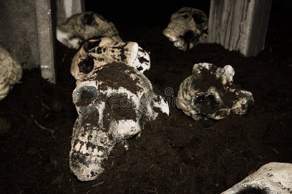Skull in Graveyard, Filter Effect. Stock Photo - Image of cranium ...
