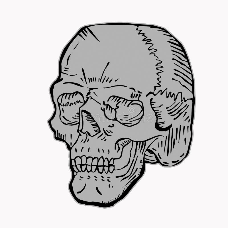 Skull grey stock vector. Illustration of death, black - 27334055