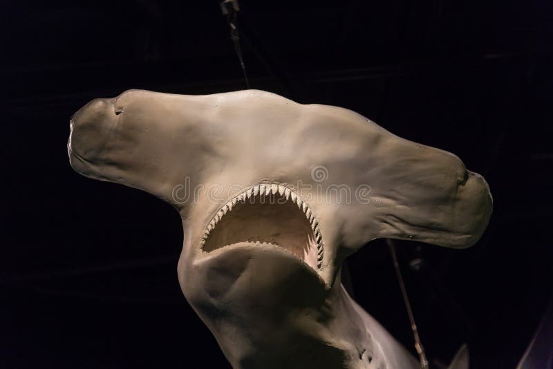 Skull of Hammerhead Shark stock photo. Image of head - 63345032