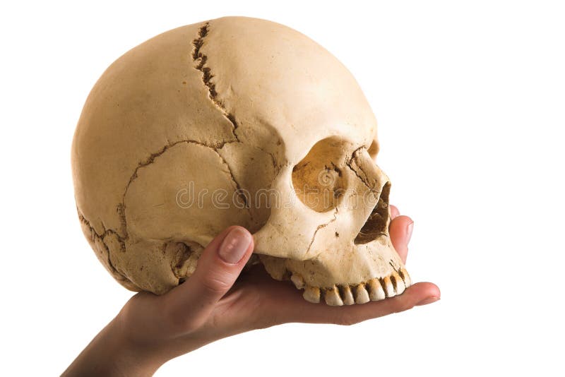 Skull on the hand stock image. Image of human, hairless - 2654165