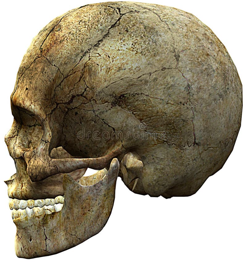 Skull head side stock illustration. Illustration of health - 15565347