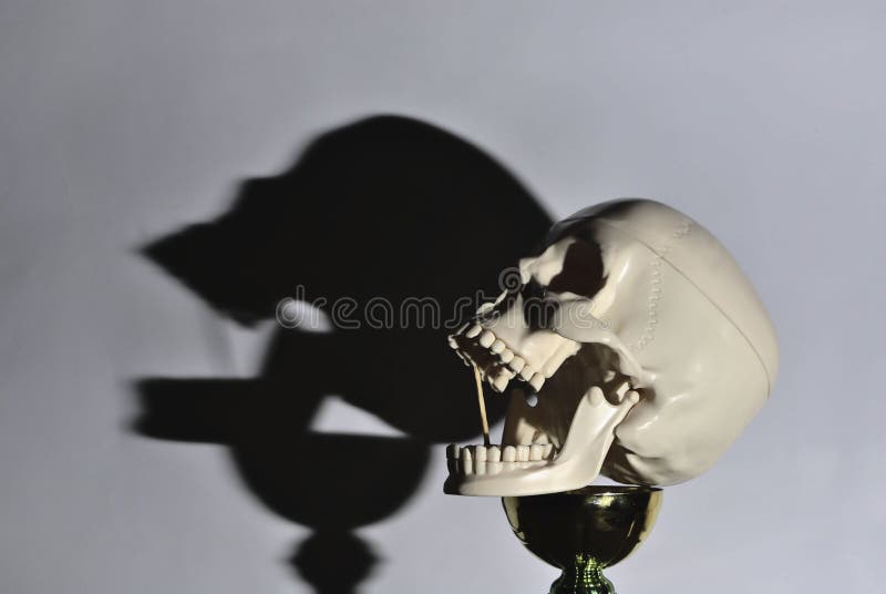 Skull and his shadow. stock photo. Image of front, anatomy - 29556798