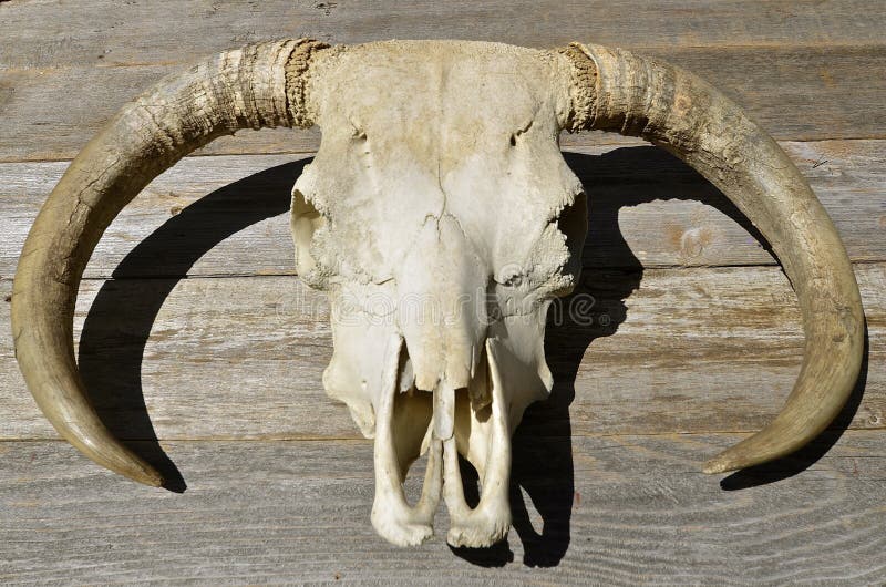 Skull And Horns Of Wild Gaur, Or Indian Bison Stock Photo - Image of ...