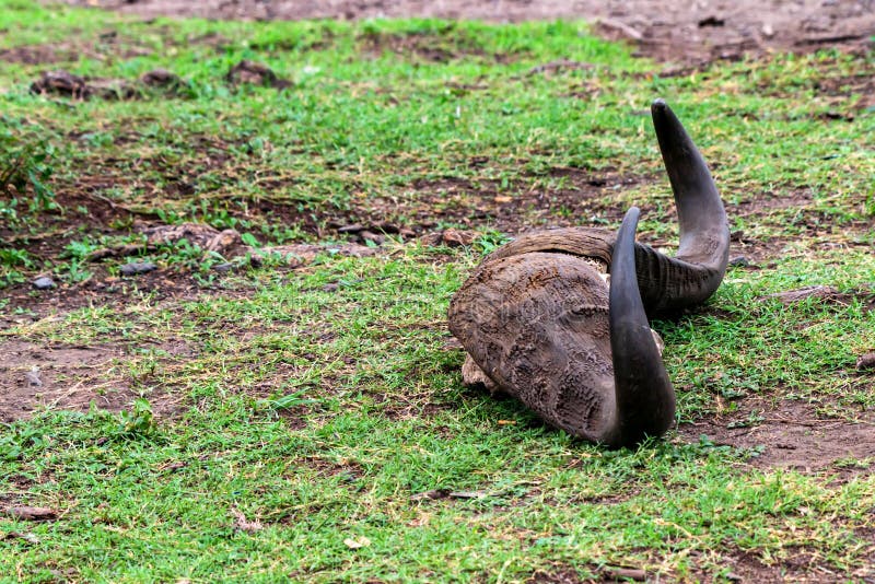 1,164 Dead Buffalo Stock Photos - Free & Royalty-Free Stock Photos from ...