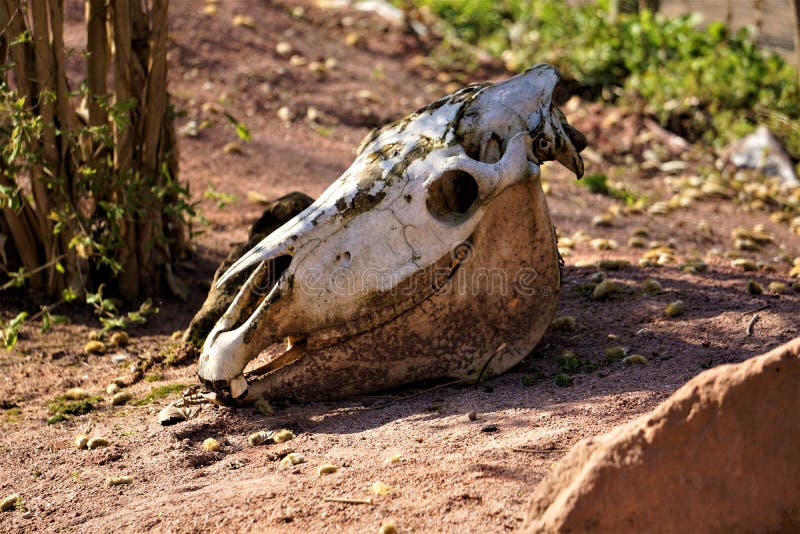 Skull of a Horse Lying in the Red Sand Stock Image - Image of earth ...