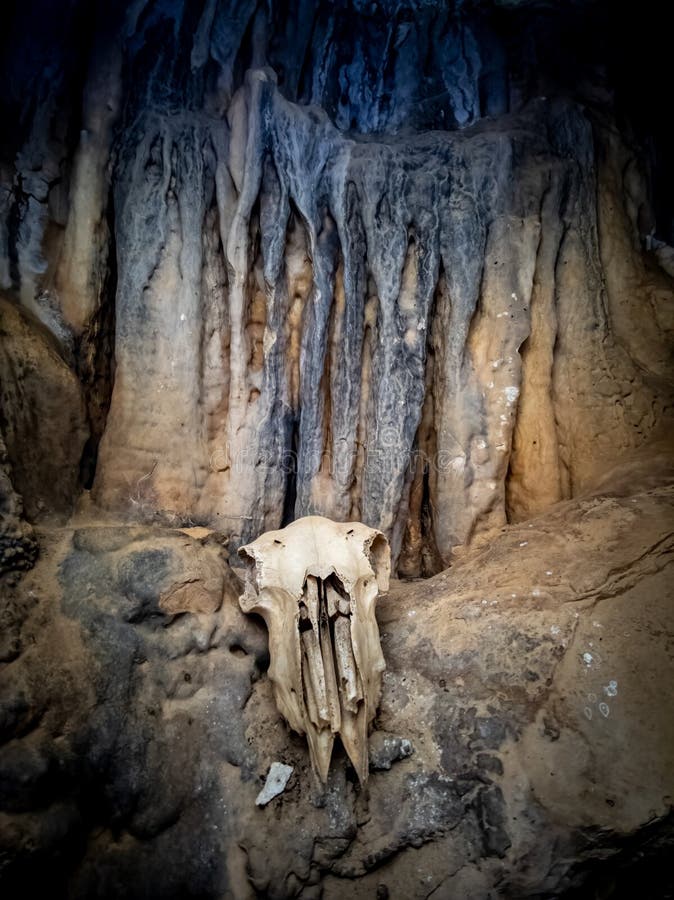Skull Inside the Cave Under the Stalactite Wall Stock Photo - Image of ...