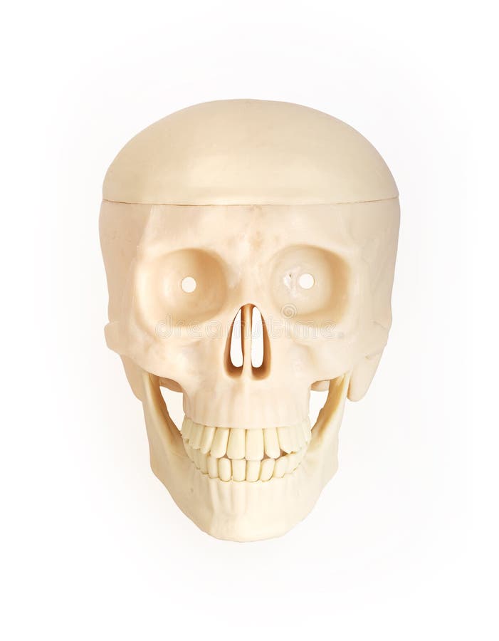 Skull Isolated on White Background. Design Element with Clipping Path ...