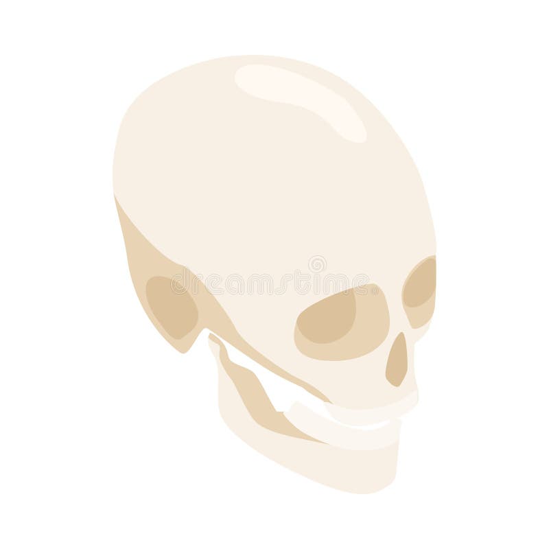 Human Skull Isometric 3d Icon Stock Illustrations – 689 Human Skull ...