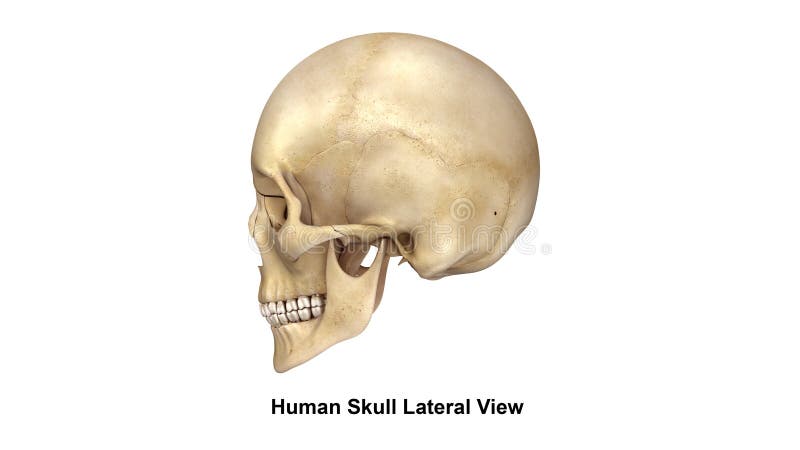 Skull Lateral view stock illustration. Illustration of parietal - 82868658
