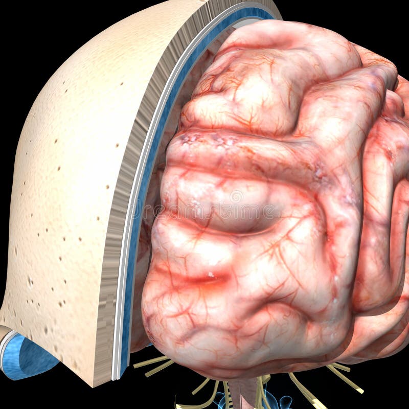 Protective Membranes Covering The Brain Meninges Stock Vector Illustration Of Body