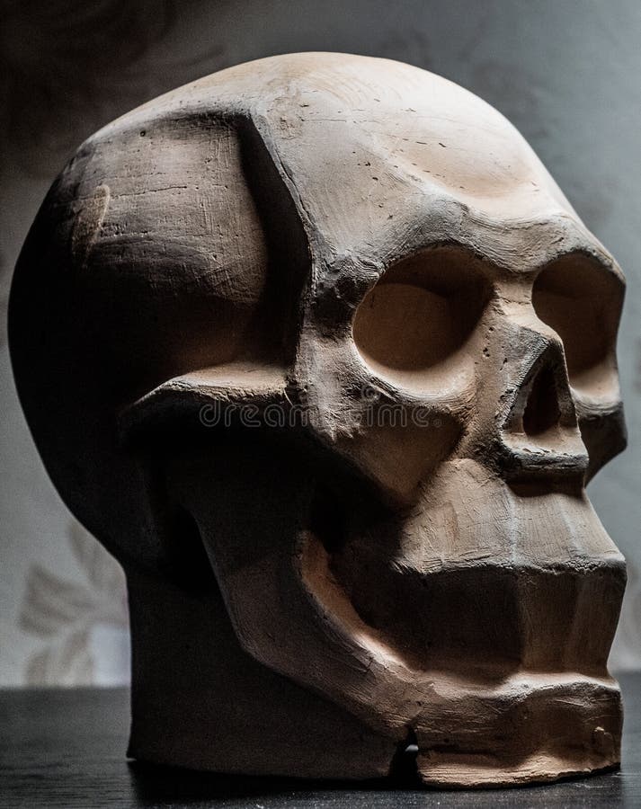 Skull Layout for Drawing and Modeling with Clay Stock Image - Image of ...