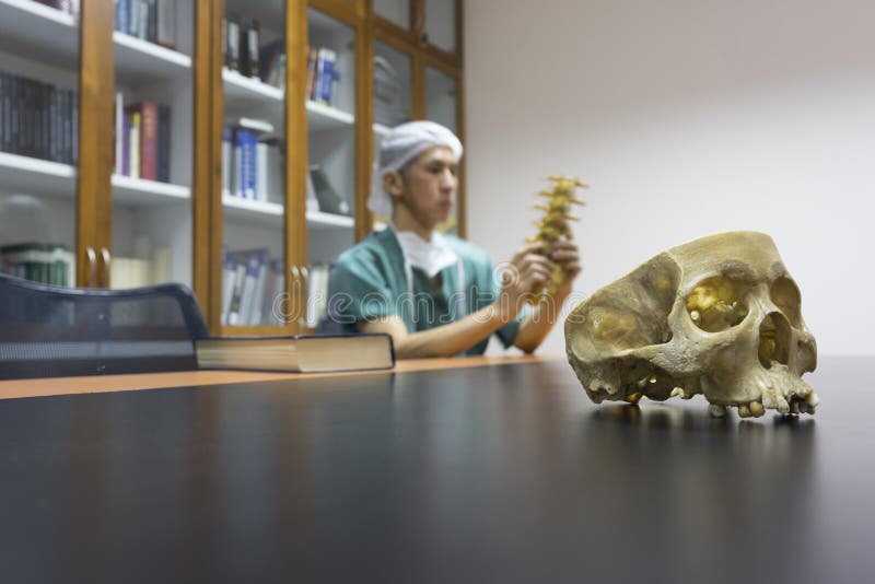 Skull Model in the Library and Doctor Stock Photo - Image of cranium ...