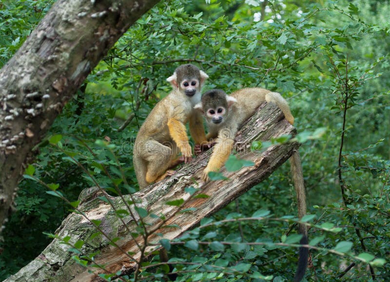 Pippi Monkey Stock Photos - Free & Royalty-Free Stock Photos from ...